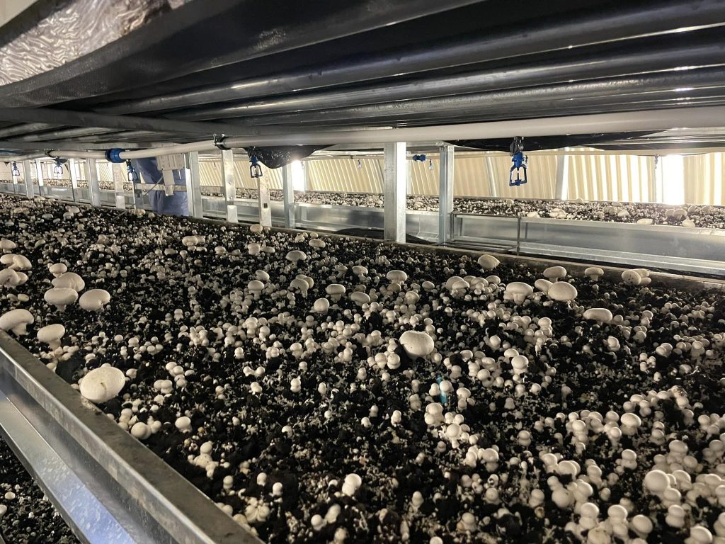 Ciupercărie pe fonduri europene, în județul Hunedoara. Investiția de ...
