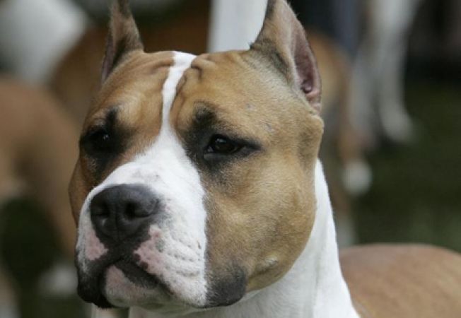 Câine din rasa Amstaff, cu urechile tăiate. Proprietarul, un tânăr din ...