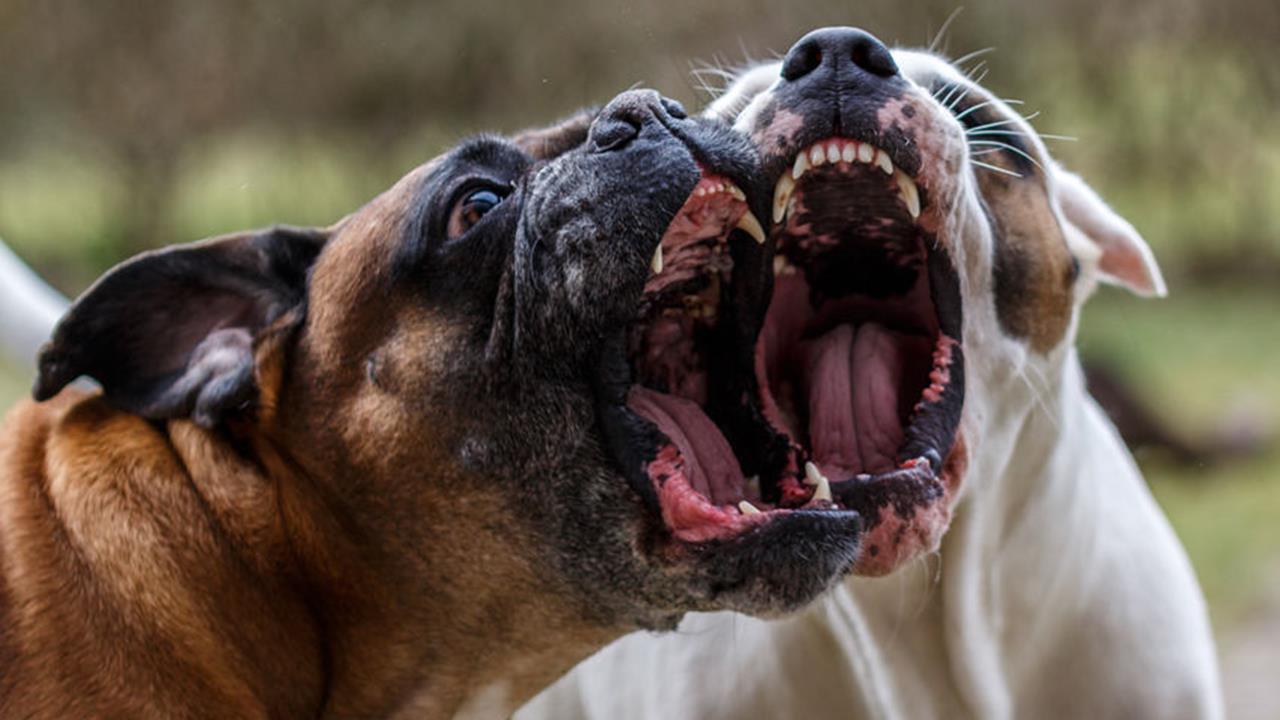 Au lăsat câinii să se omoare între ei. Un patruped, rasa Shar Pei, ucis ...