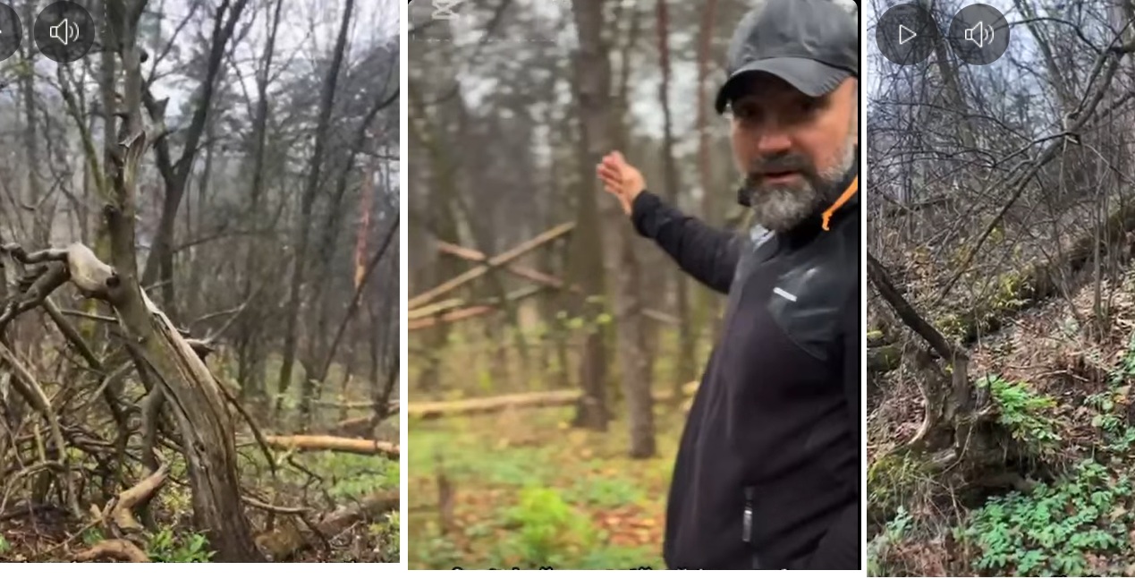 Pădurea de pe Dealul Cetății Deva se prăbușește: turiști puși în ...